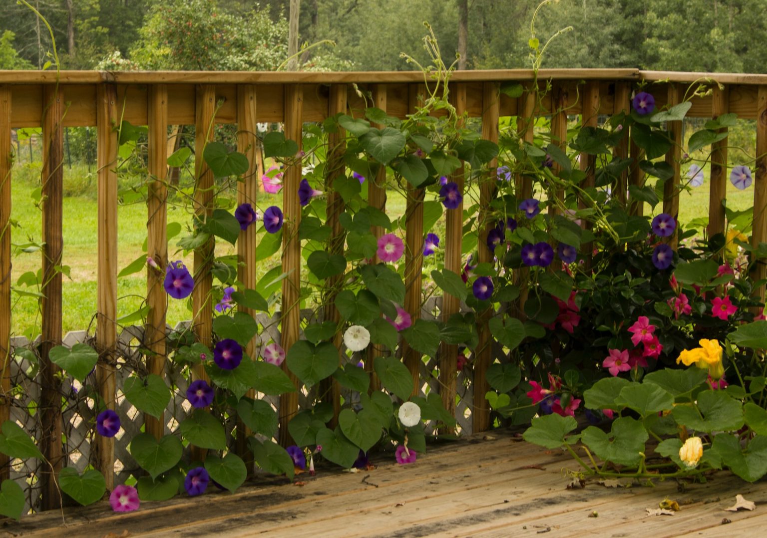 Budget Friendly and Affordable Deck Railing Ideas and Options